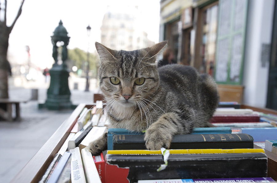 Why Do Cats Love Bookstores? ‹ Literary Hub