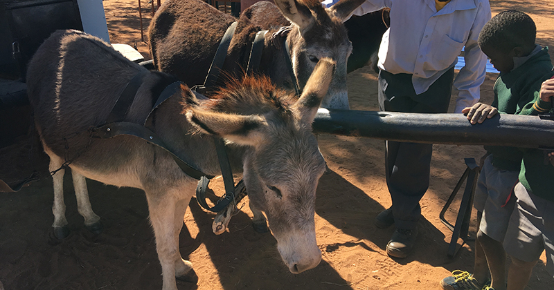 On the Move With the Donkey-Powered Mobile Libraries of Zimbabwe ...