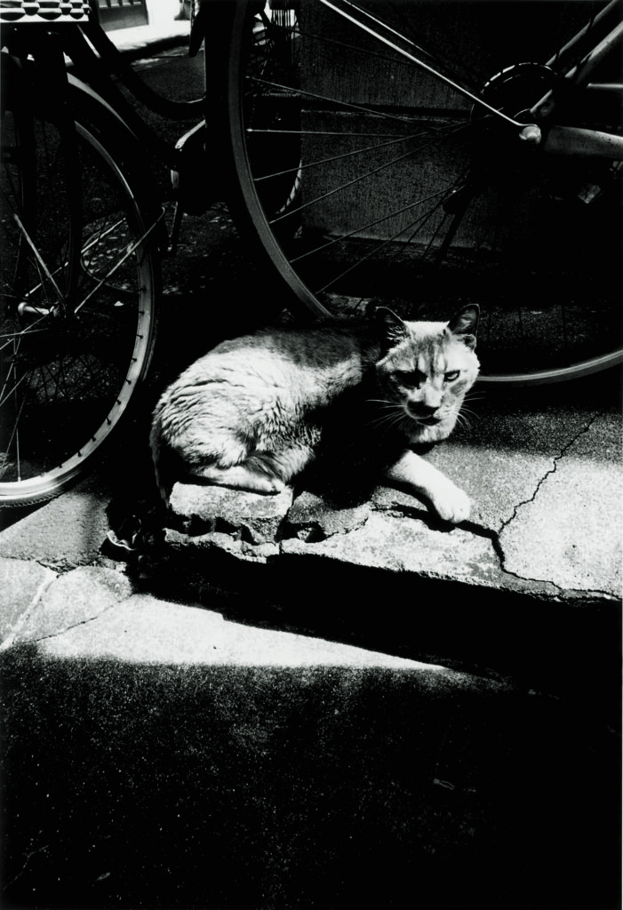 Daido Moriyama, Legendary Street Photographer, on How to Take a ...