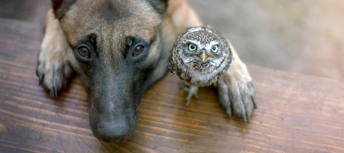 Since When Did Animals Become Synonymous With Our Grief? | Literary Hub