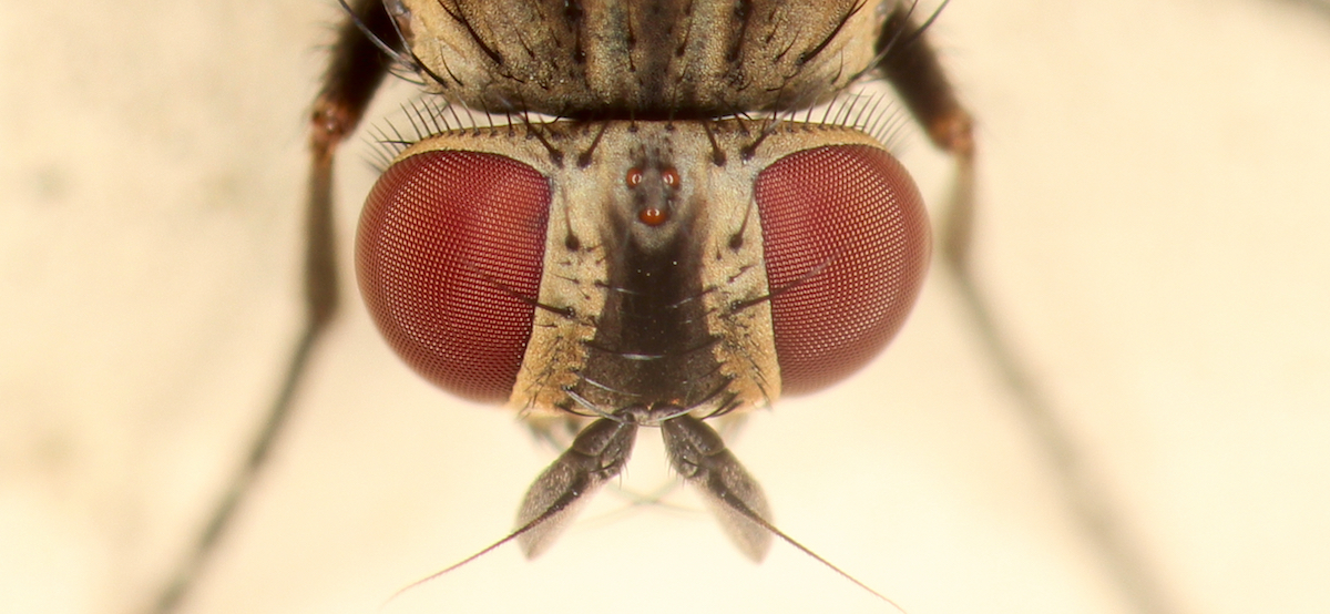 How Does One Actually Prove a Human is Smarter Than a Housefly ...