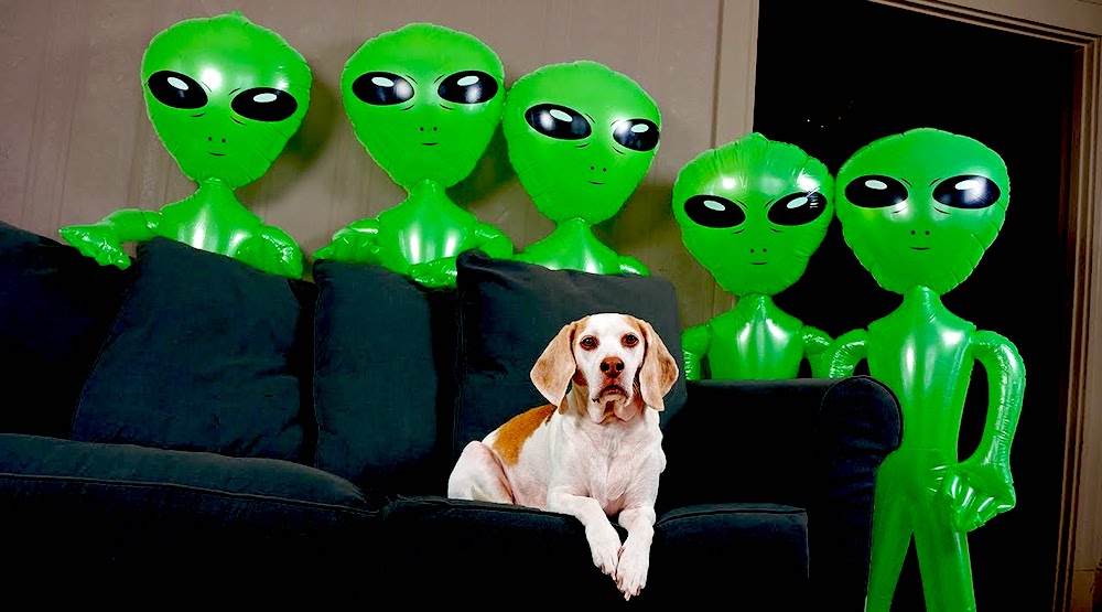How Animal Intelligence Helps Us Speculate About the Alien Mind ...