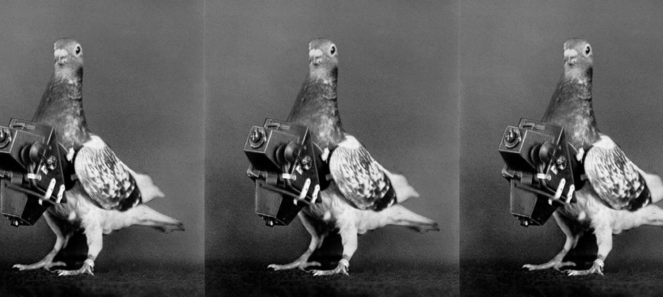 War Pigeons: The Humble Heroes Behind His Majesty’s Secret Service ‹ CrimeReads